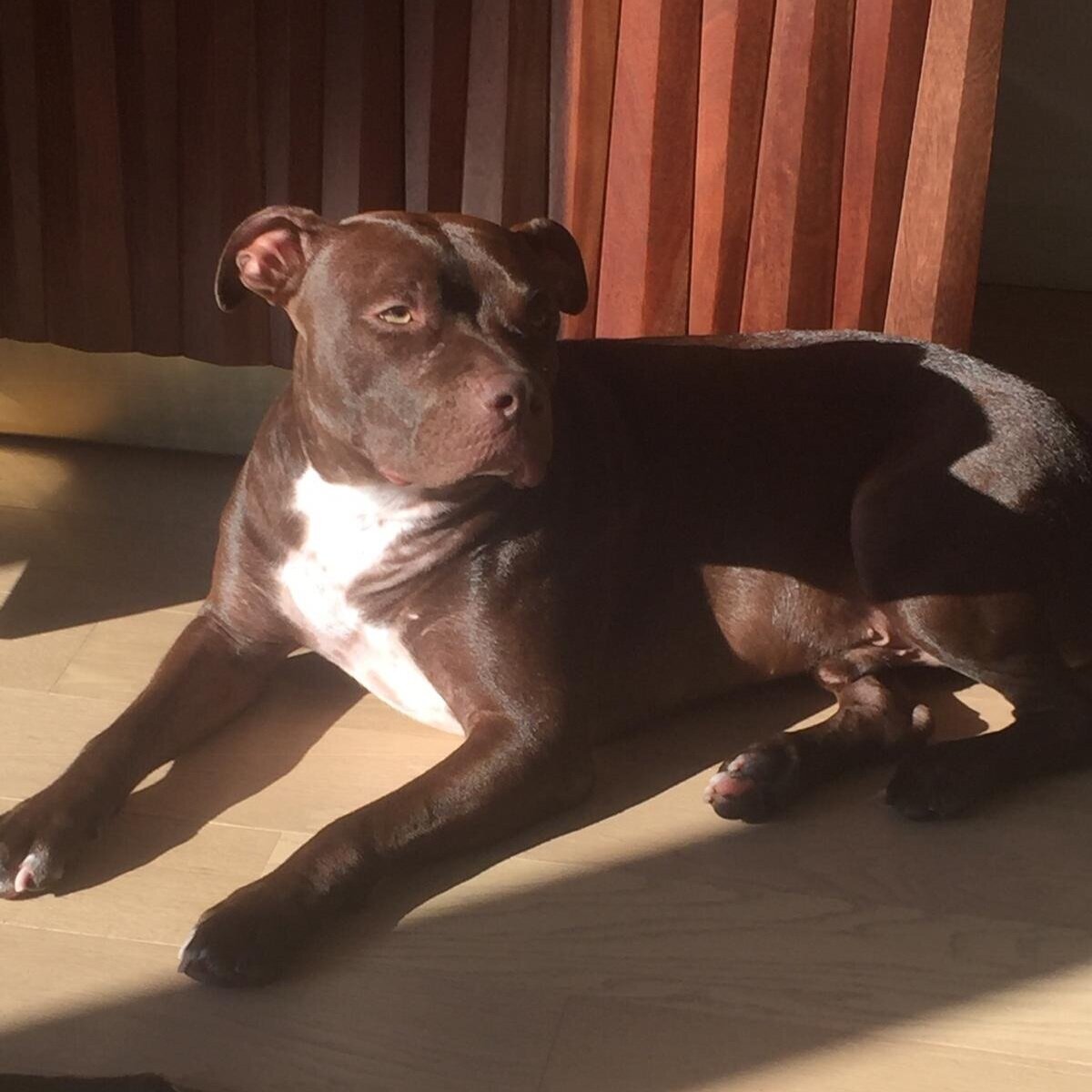 Foster Dog Stories - TANK – Sniffe & Likkit