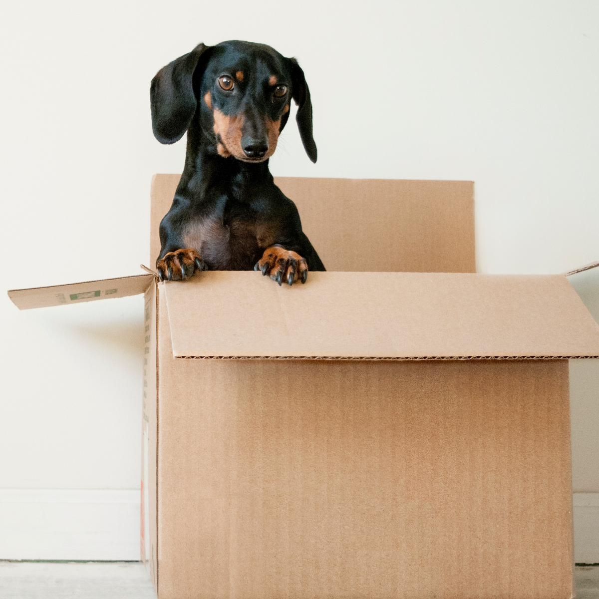 How to move home with your dog – Sniffe & Likkit