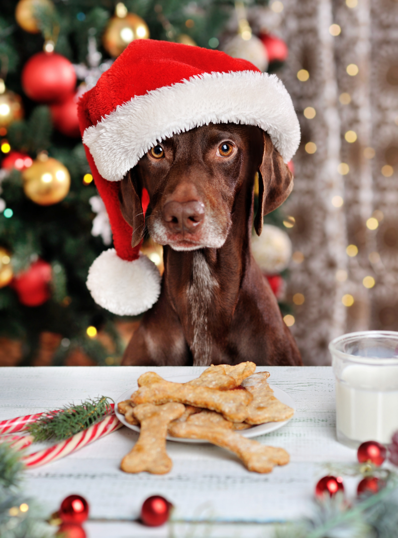 How To Share Your Christmas Feast – Sniffe & Likkit