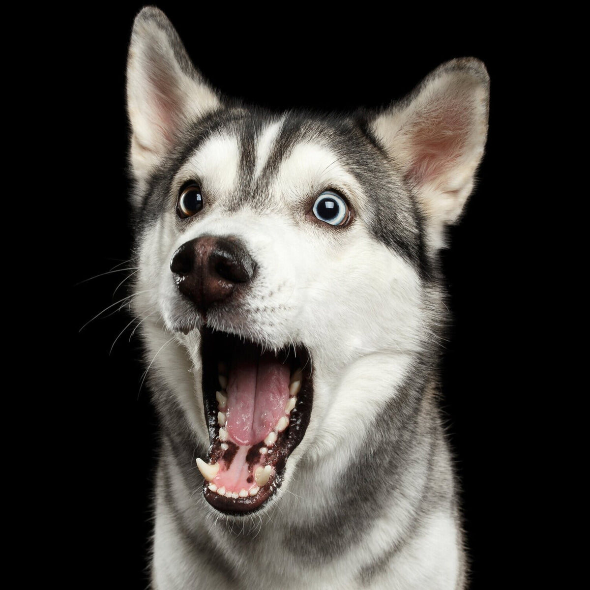 How To Deal With Fireworks Season – Sniffe & Likkit